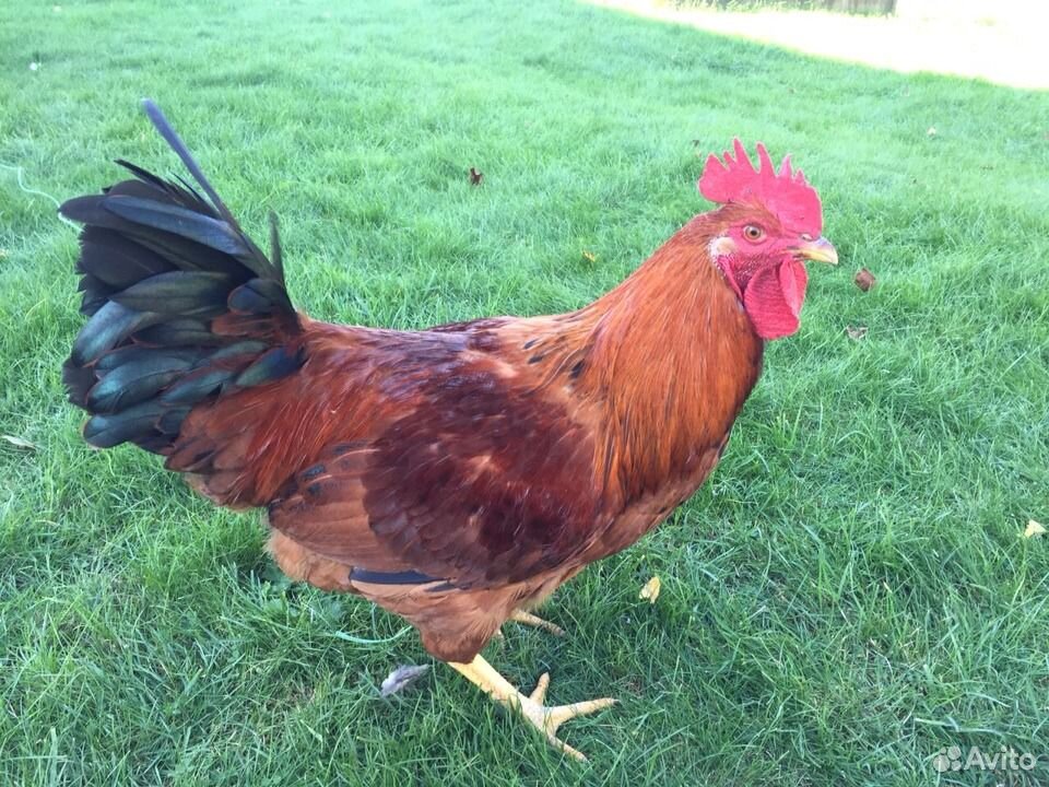 Петух "Кучинский"