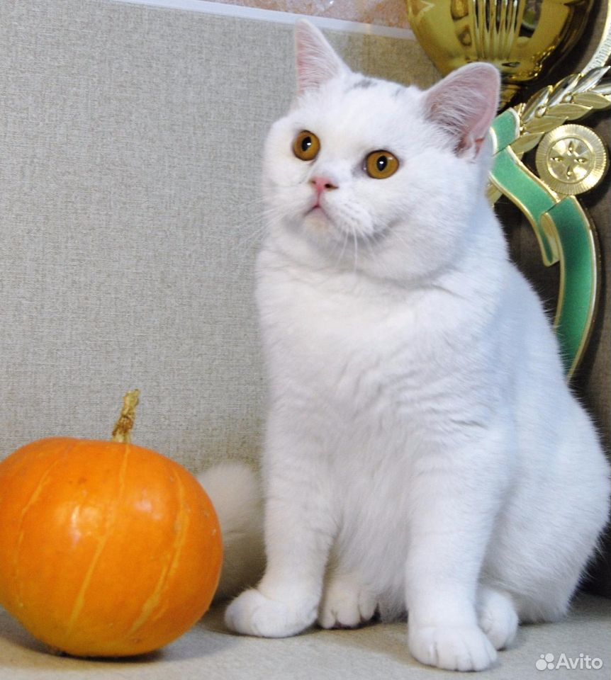 Британские котята подростки