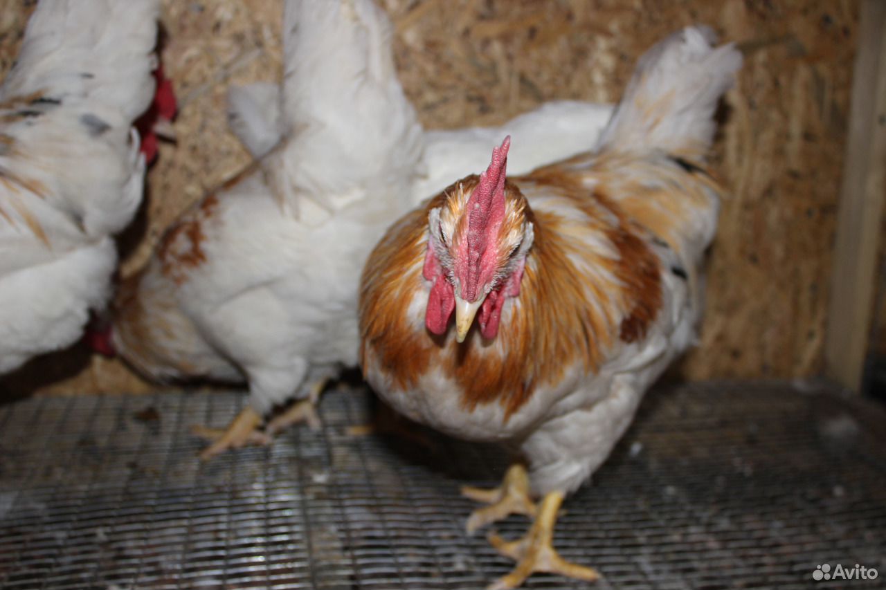 Молодые петушки минимясные В76