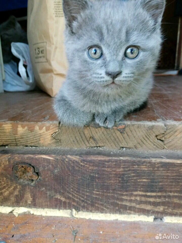 Продам британочку