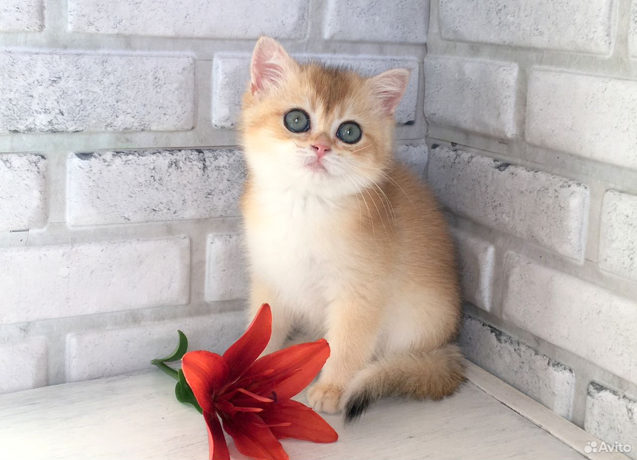 Золотые шиншиллы