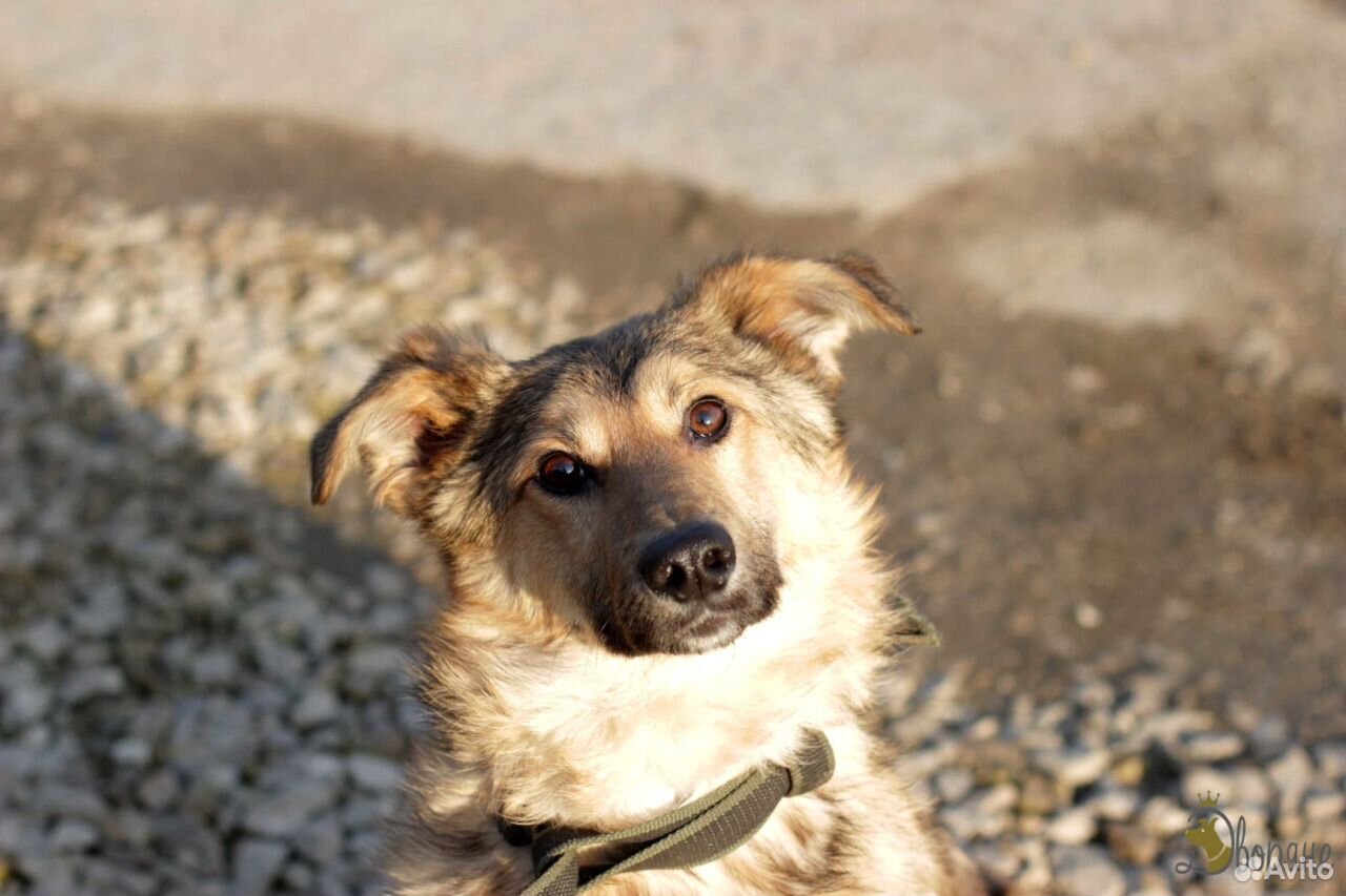 Бинго в поиске семьи