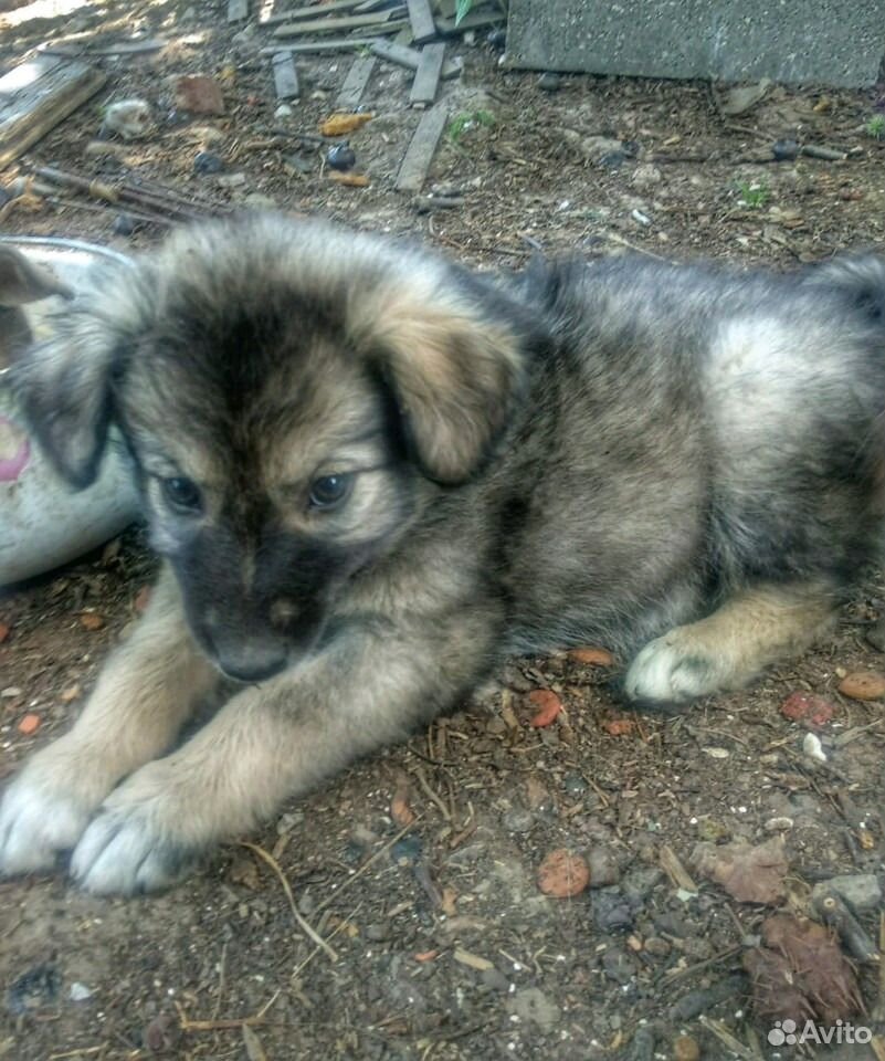 Щенята ищут дом