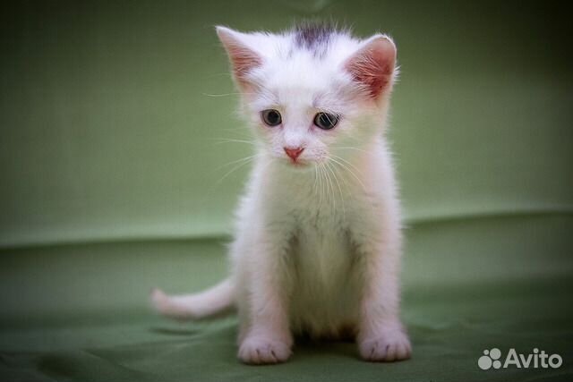 Котёнок Леон в добрые руки