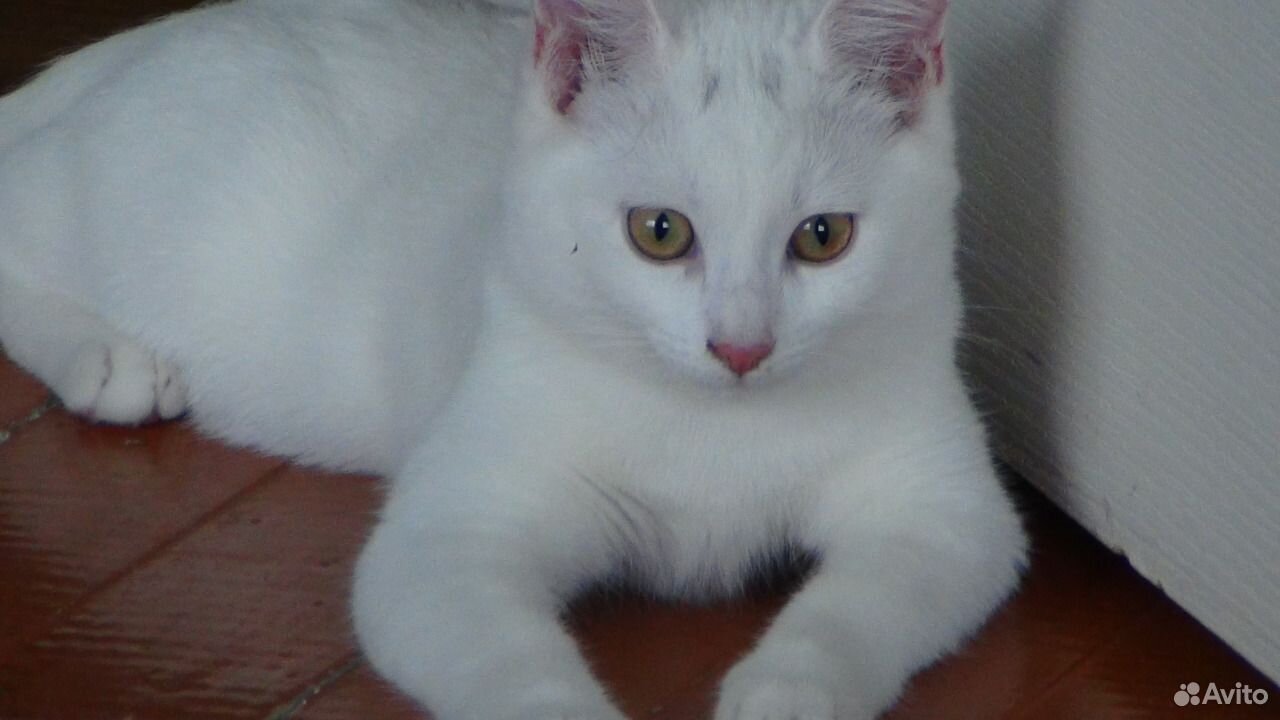 Замечательные котята девочки в добрые руки