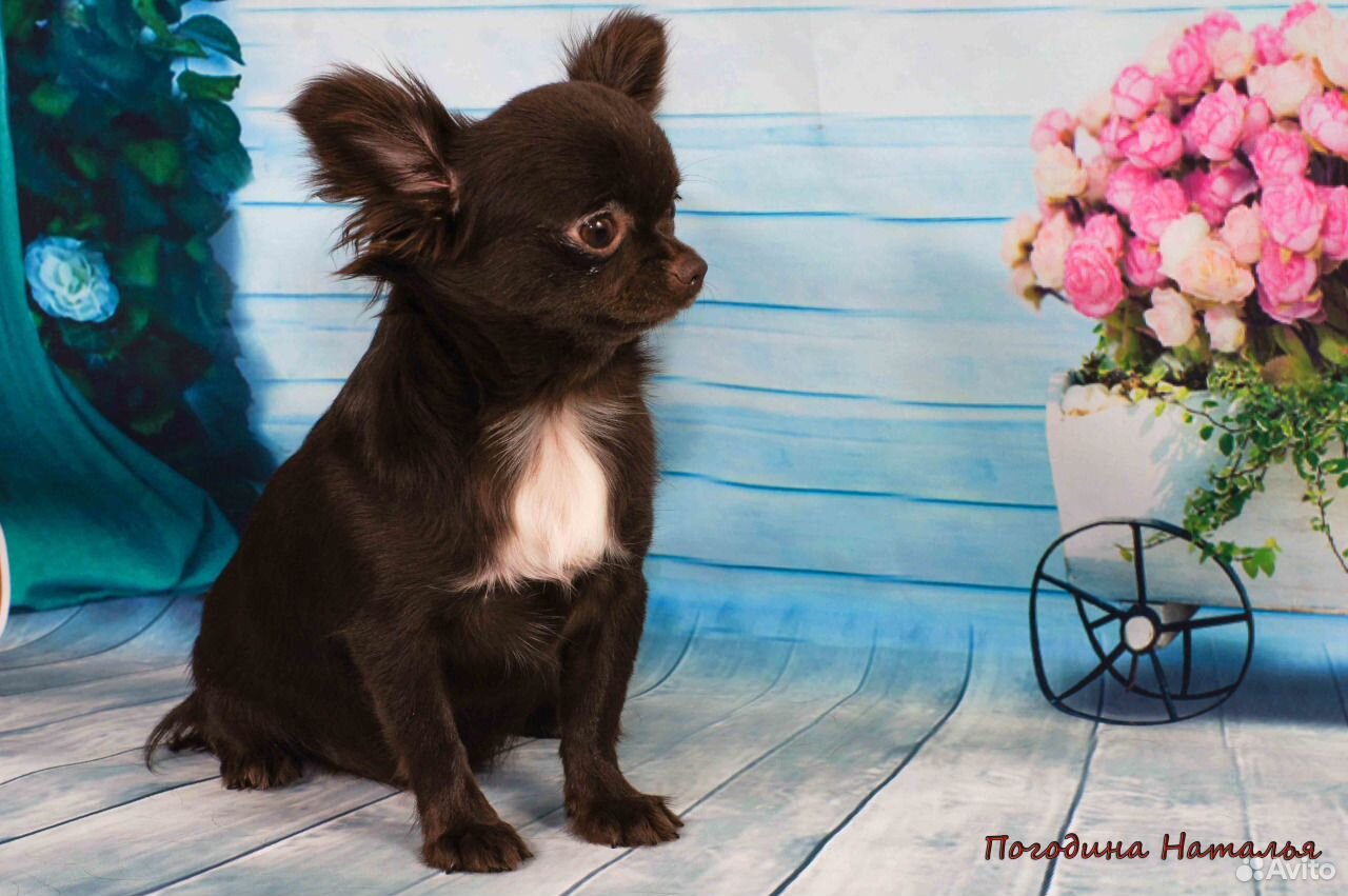 Шоколадная чишка девочка