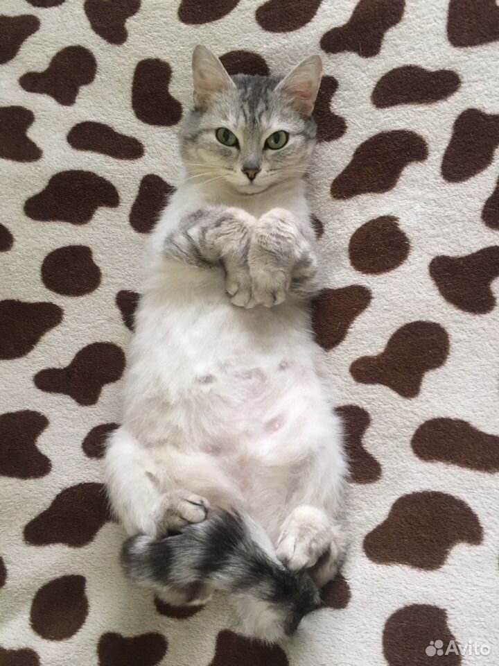 Породистая кошечка в добрые руки