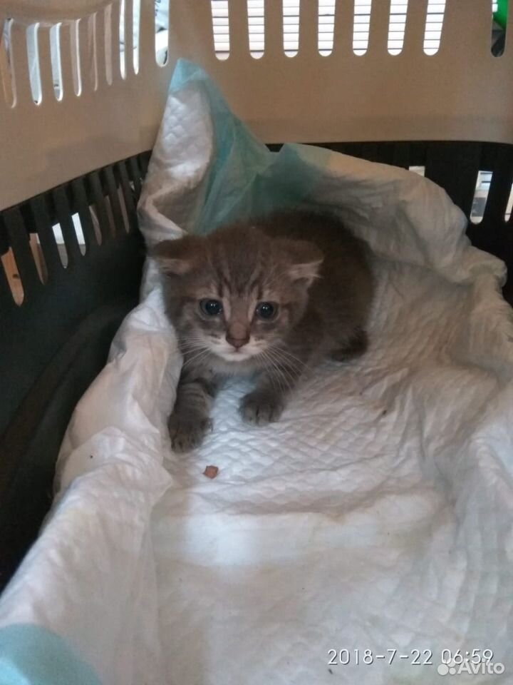 Котёнок рыська