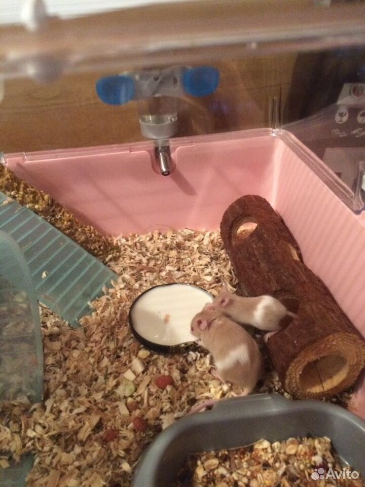 Отдам декоративных мышей в хорошие руки