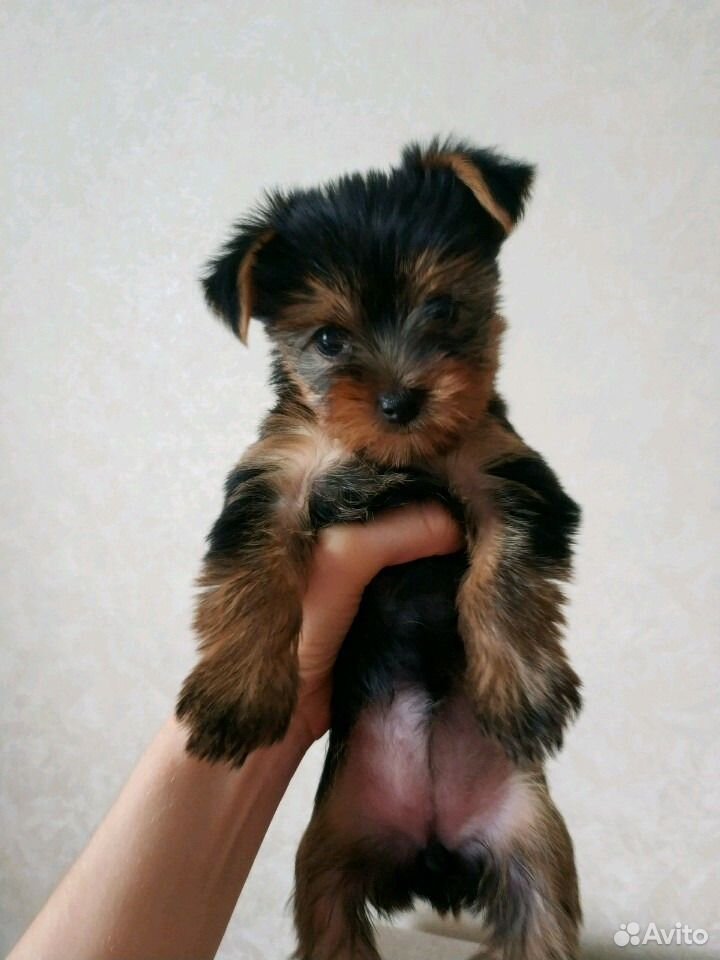 Шенок йорка