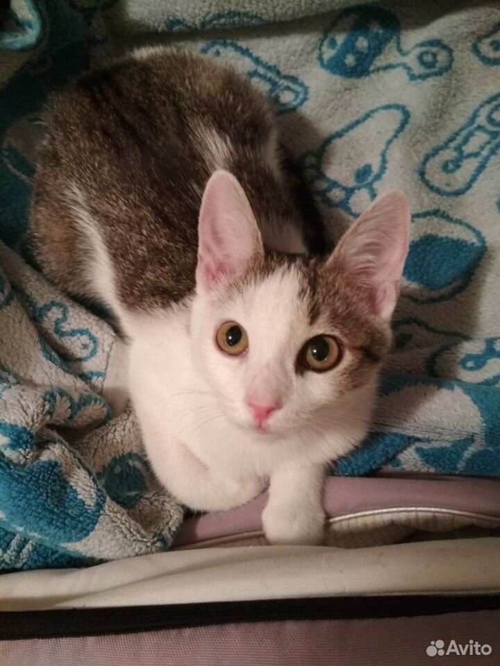 Котенок с характером настоящего и преданного друга