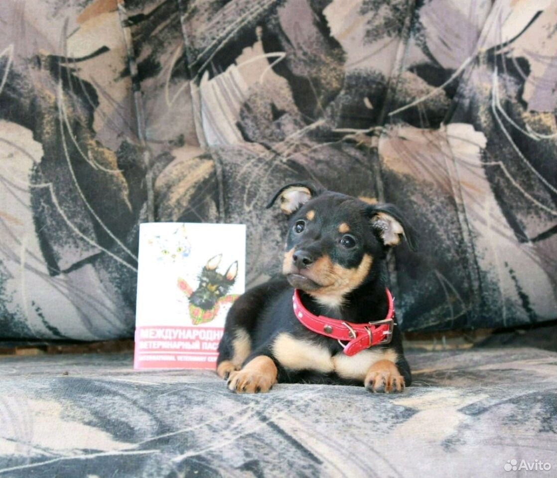 Мальчик Доберманчик