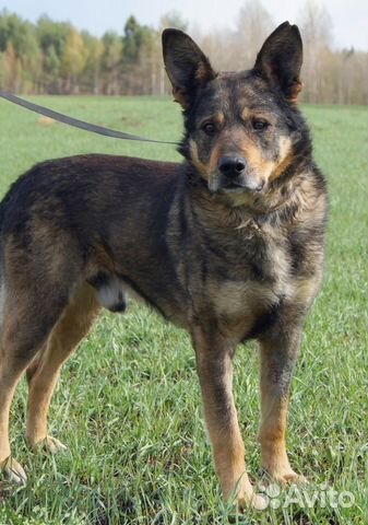 Чуткий и душевный пёс Барбос Большие Уши ищет дом