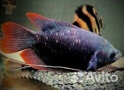 Гигантский краснохвостый гурами
