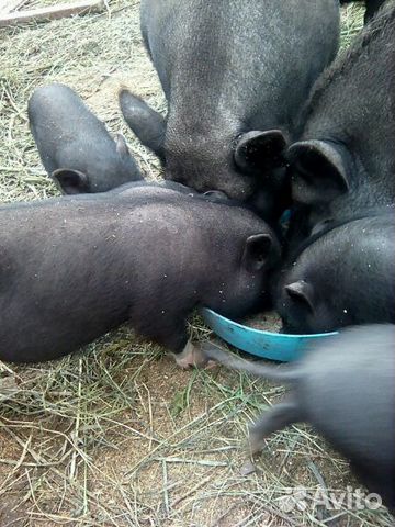 Вьетнамские свинки