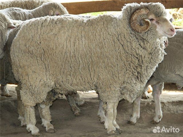 Отара овец породы кавказский меринос