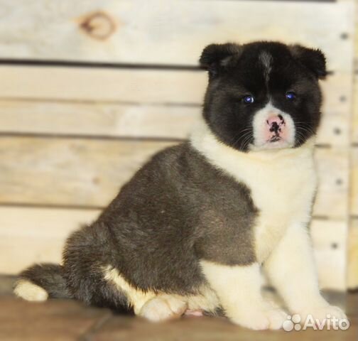 Крупный парень Акитос