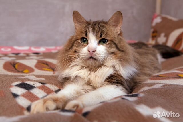 Мурчливый, ласковый, игривый красавец Кузя в дар
