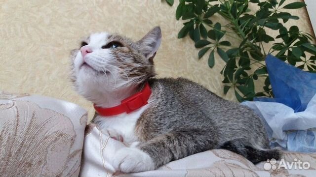 Нежная красавица - молодая Милаша в дар