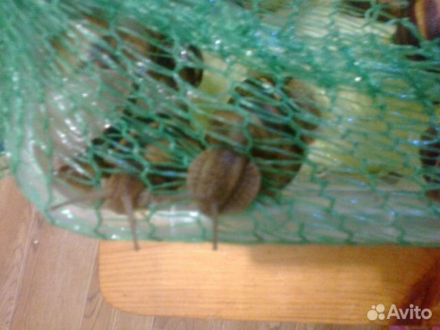 Улитки виноградные