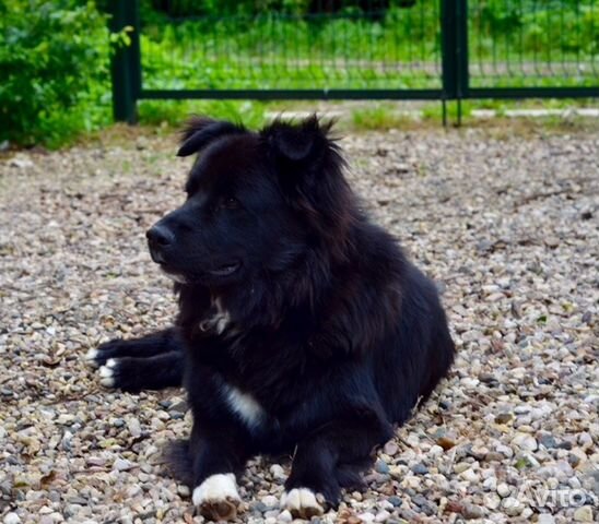 Обаятельный Мишка метис ньюфаундленда