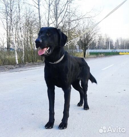 Крупный, послушный молодой красавец пес