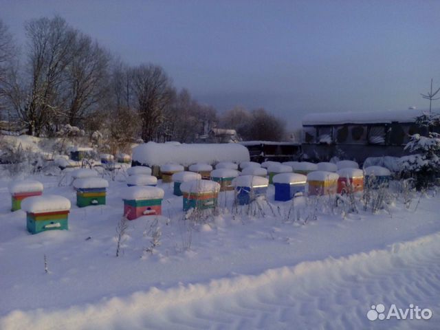 Пчелосемьи Карника F1