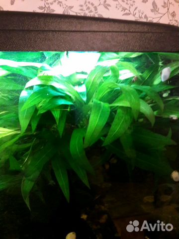 Эхинодорус Амазонка