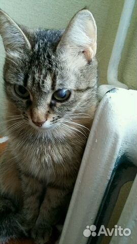 Кошка мышеловка