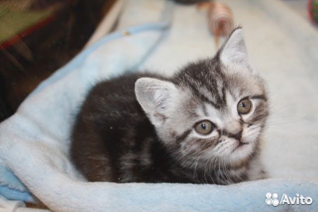 Хороший котейка