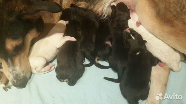 Хотим в свой дом щенки лабрадора и самой красивой