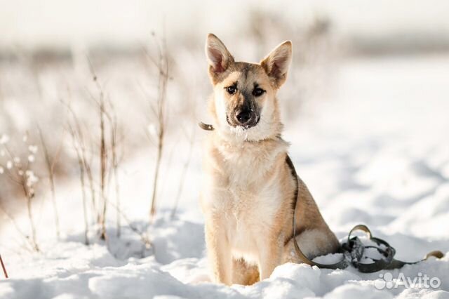 Щенок метис, девочка, 7 месяцев, ищет дом