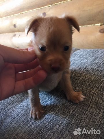 Солнечный рыжик