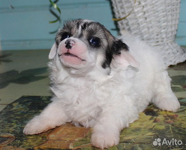 Очаровательная пуховая девочка от Гранд чемпионов