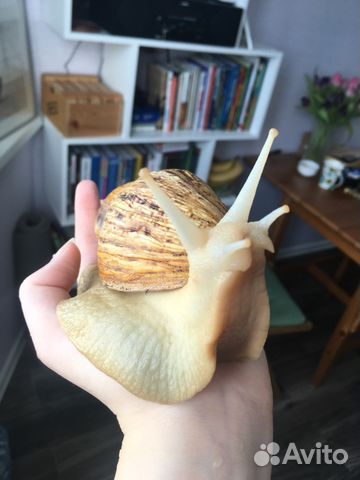 Улитка ахатина