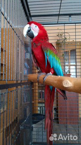 Продам ару зеленокрылого