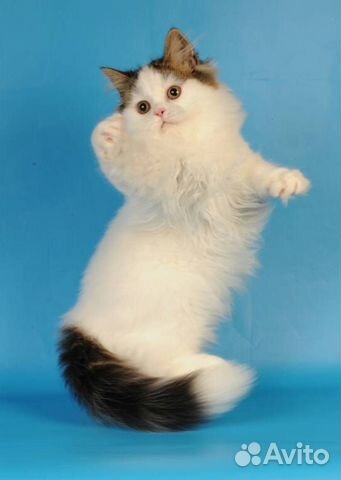 Хайленд-страйт