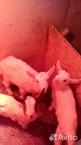 Зааненские козлята