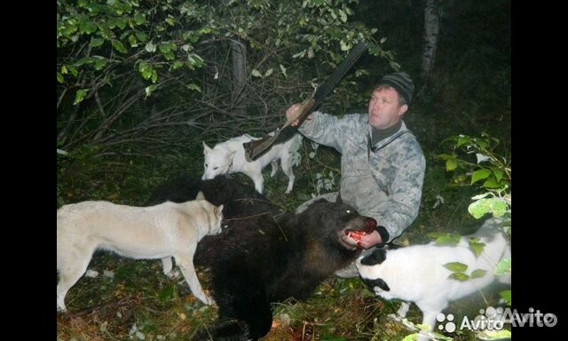 Продажа щенков западно-сибирской лайки
