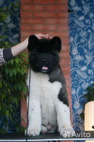 Щенки американской акиты