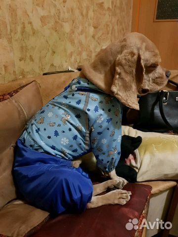 Пропал Кокер Спаниель мальчик. Зеленоград площадь