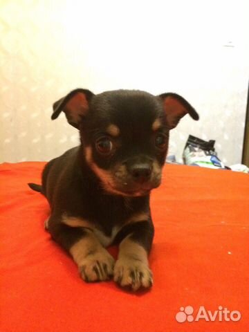 Щенок чихухуа девчонка для души