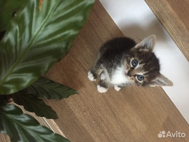 Котёнок черепахового окраса