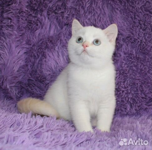 Британский мальчик