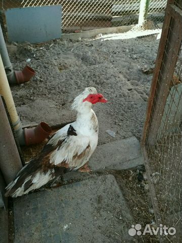 Индоутак на племя