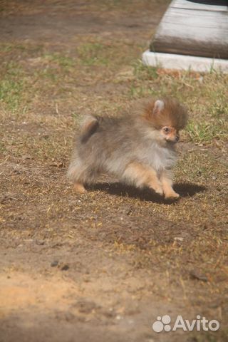 Шпиц, кобелёк мини мини