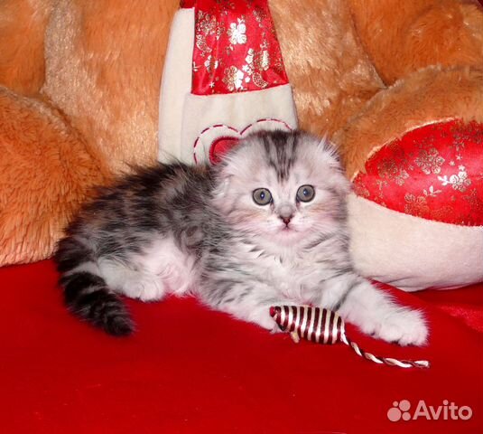 Замуррчательные ангелочки