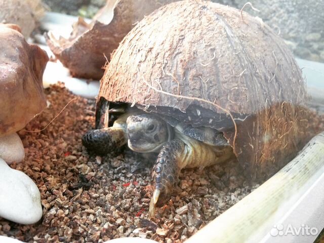Черепашка с террариумом