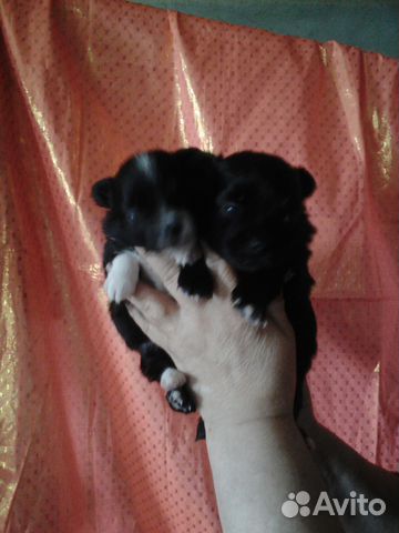 Две девчушки-красотушки