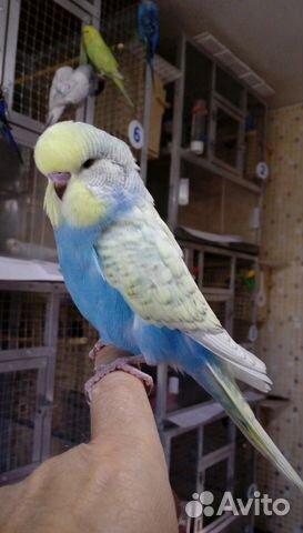 Крупный птенец